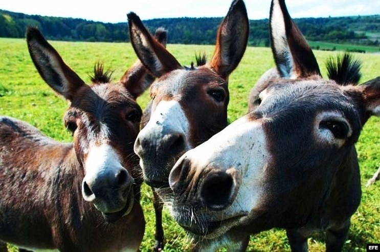 Imagenes mula - Imagui