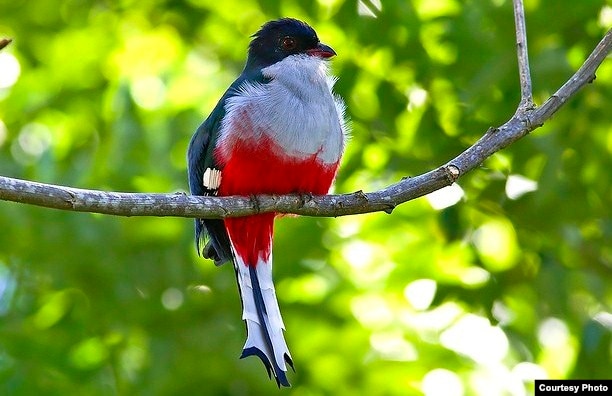 La sabiduría del tocororo